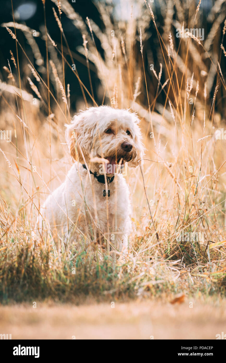 Cockapoo dog jumping hi-res stock photography and images - Alamy