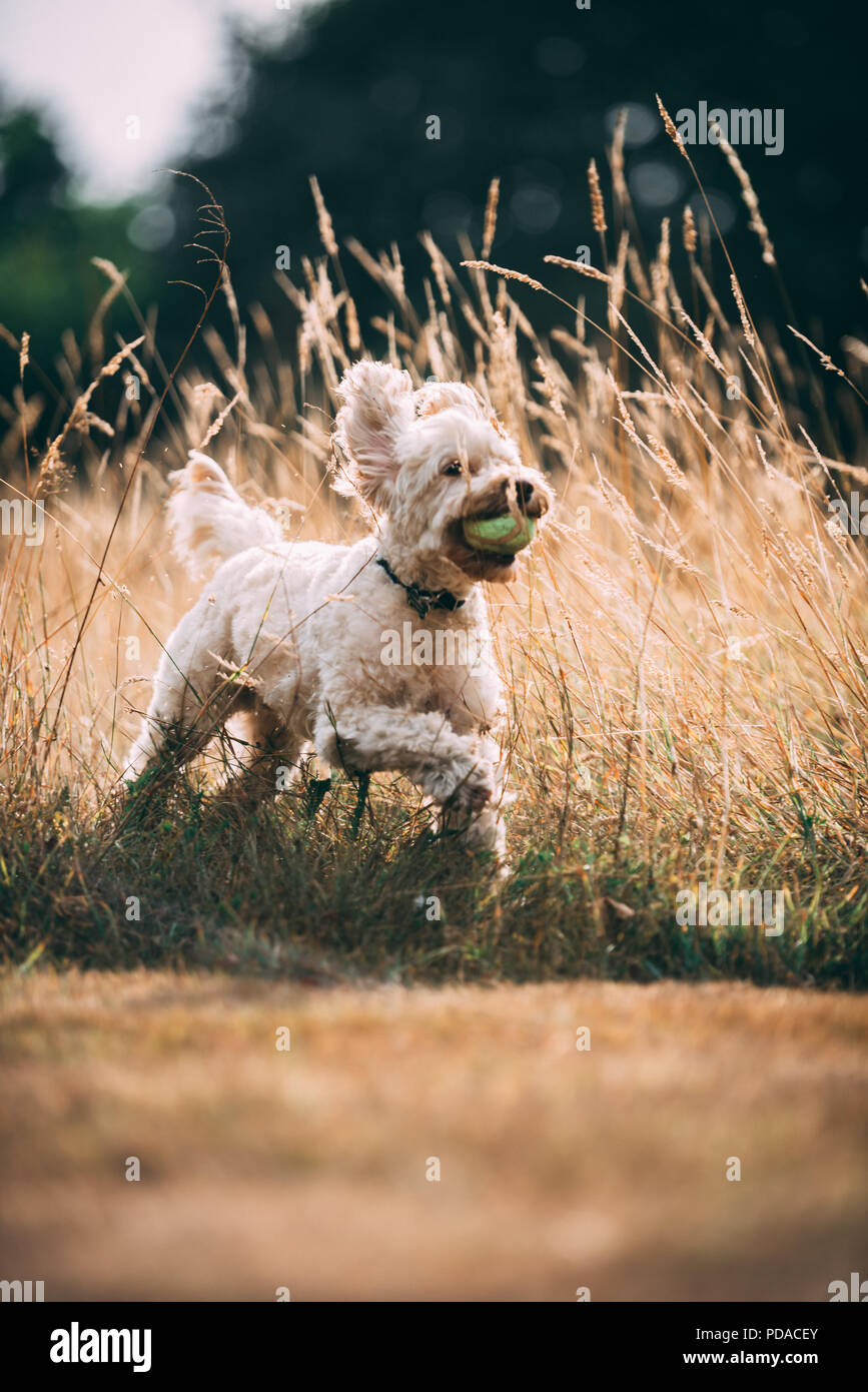 Cockapoo dog jumping hi-res stock photography and images - Alamy