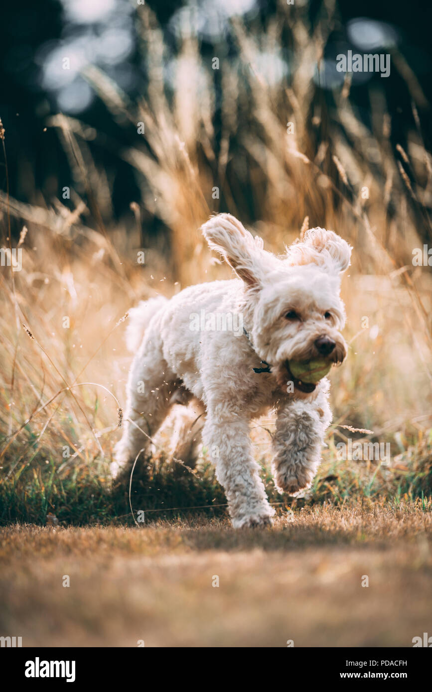 Cockapoo dog jumping hi-res stock photography and images - Alamy