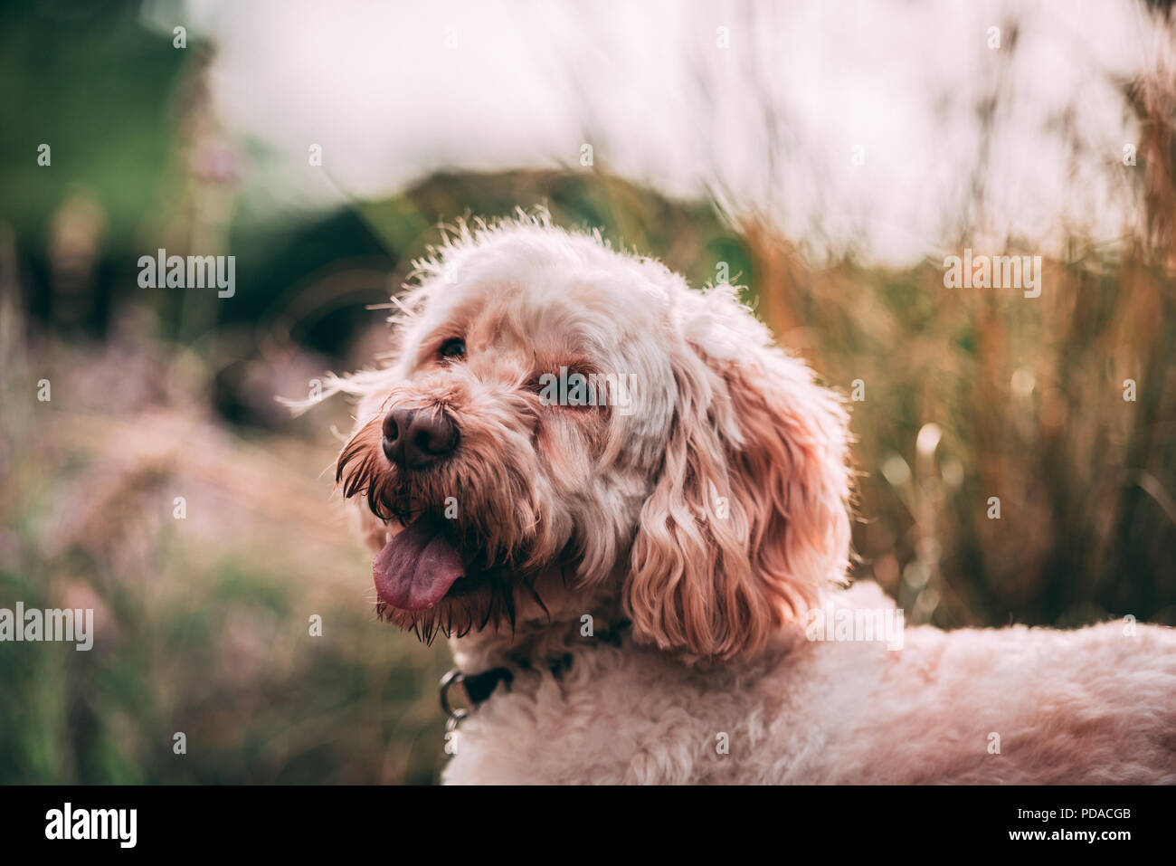 Fluffy cockapoo hi-res stock photography and images - Alamy
