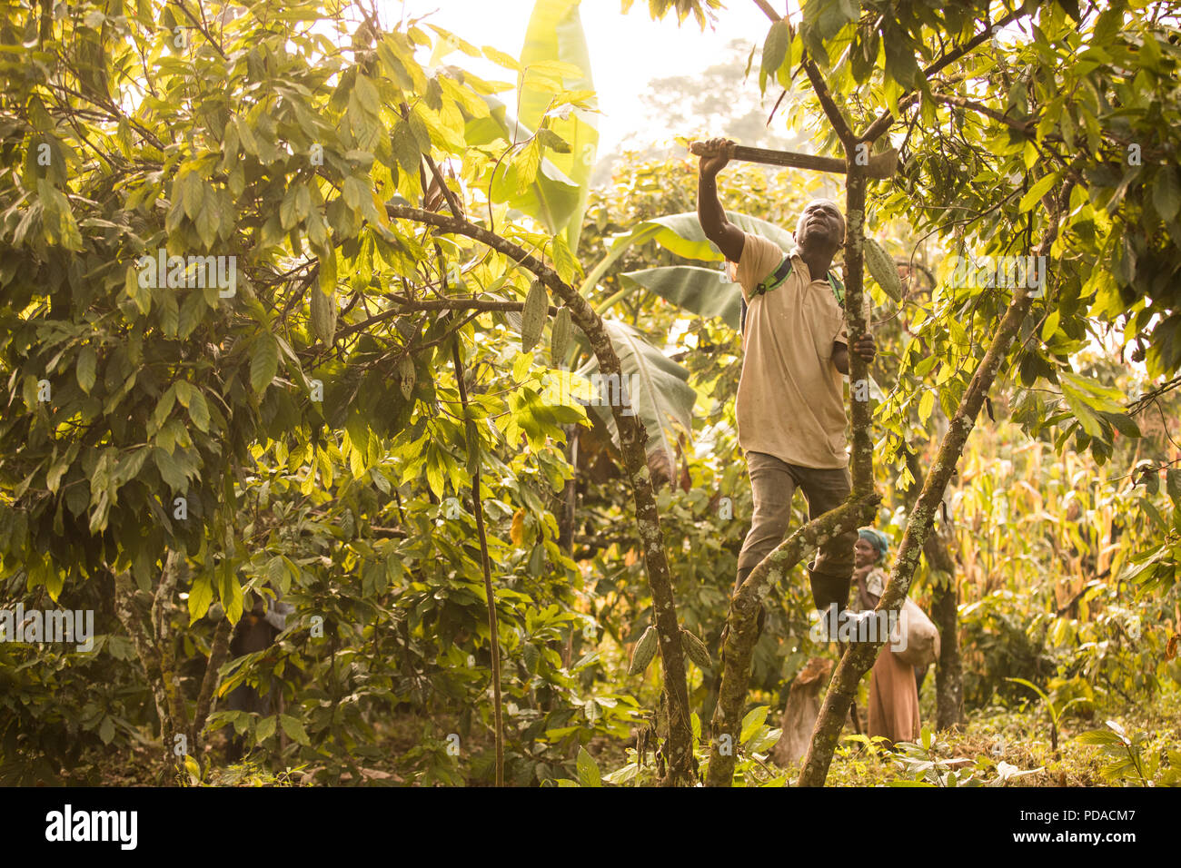 Man machete trees hi-res stock photography and images - Alamy