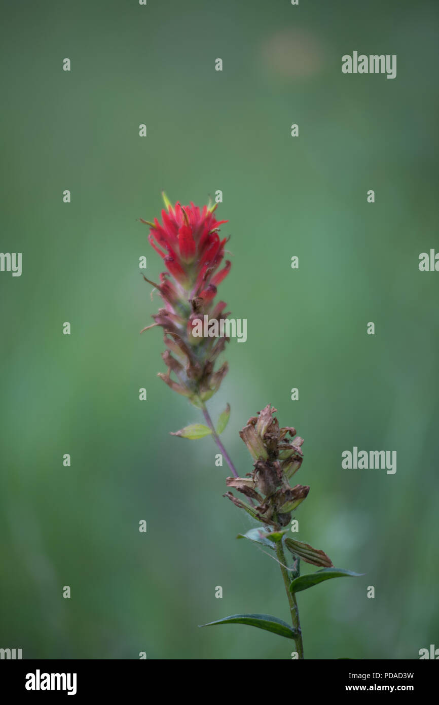 Indian Woodland High Resolution Stock Photography and Images - Alamy