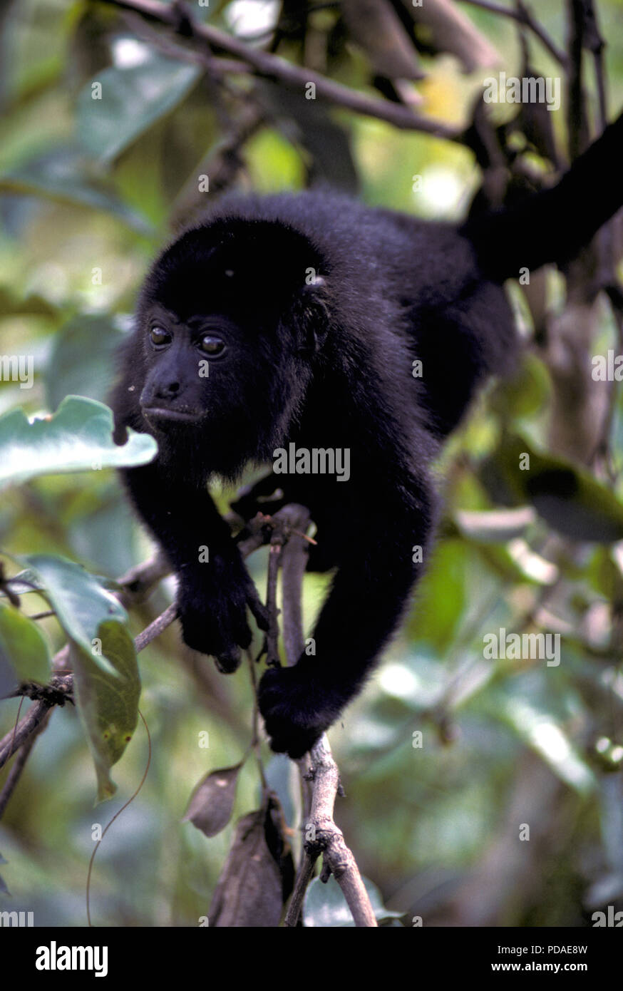 NOT 698800 BLACK HOWLER MONKEY Alouatta caraya New World monkey Stock ...