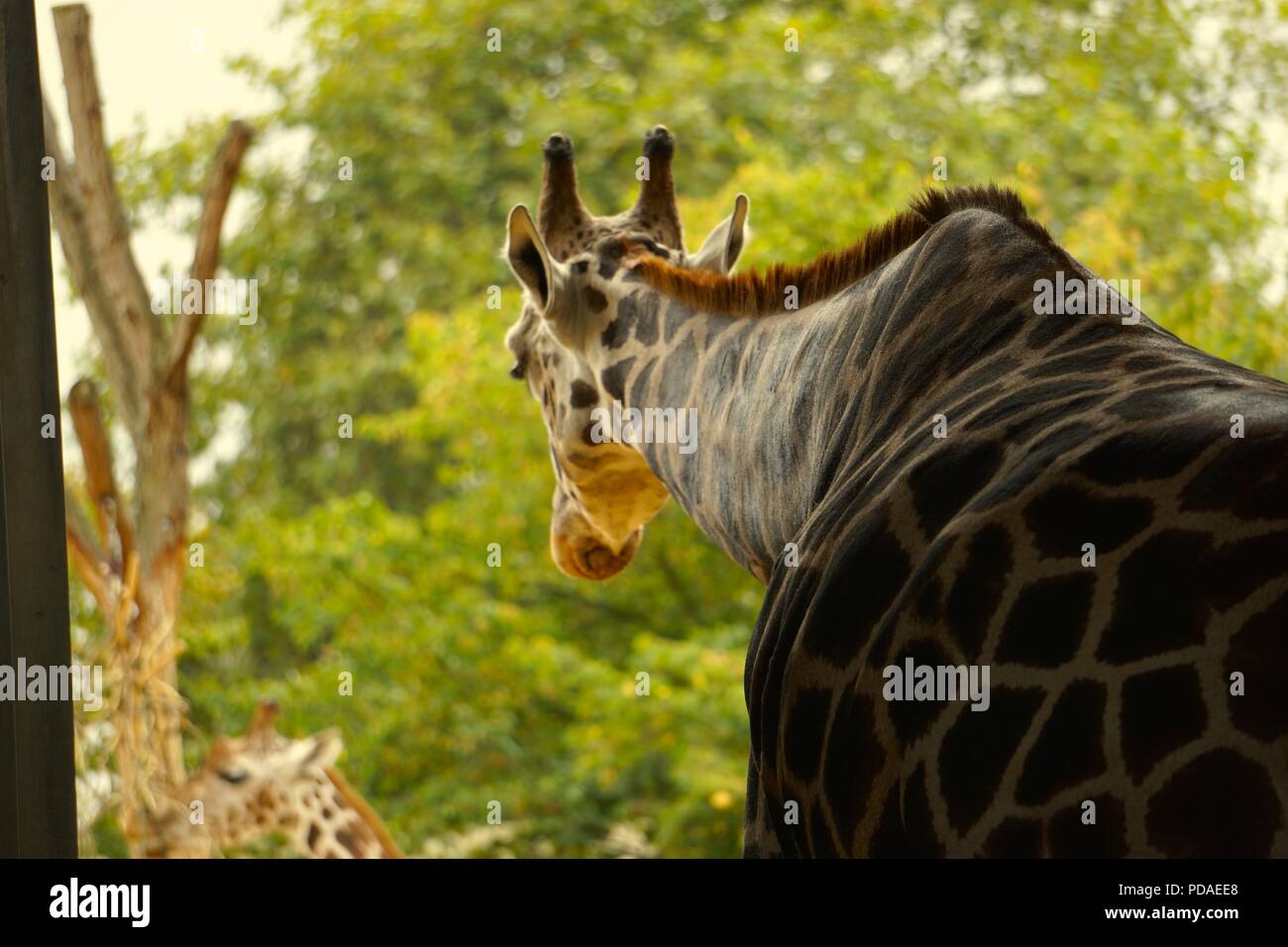 Giraffe london zoo hi-res stock photography and images - Alamy