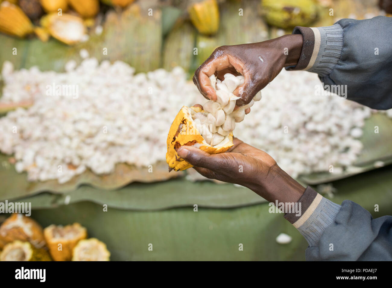 Cocoa pods are split open to reveal sweet, fleshy fruit enveloping the ...