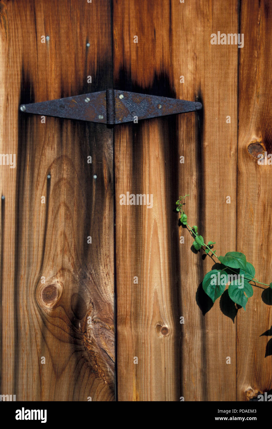 NOT 731218 RUSTY HINGE weathered wooden door Stock Photo - Alamy