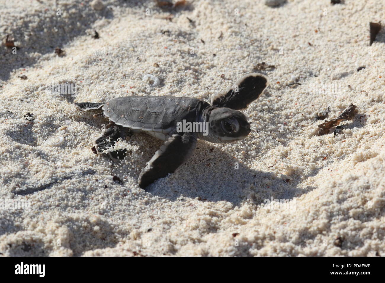 Green turtles hatching Stock Photo - Alamy