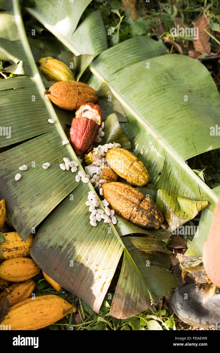 Cocoa pods are split open to reveal sweet, fleshy fruit enveloping the ...