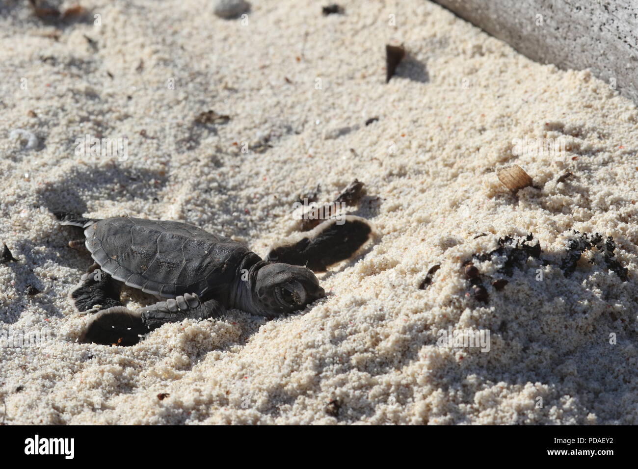 Green turtles hatching Stock Photo - Alamy