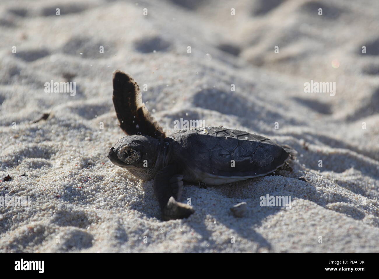 Baby turtles hatching hi-res stock photography and images - Alamy