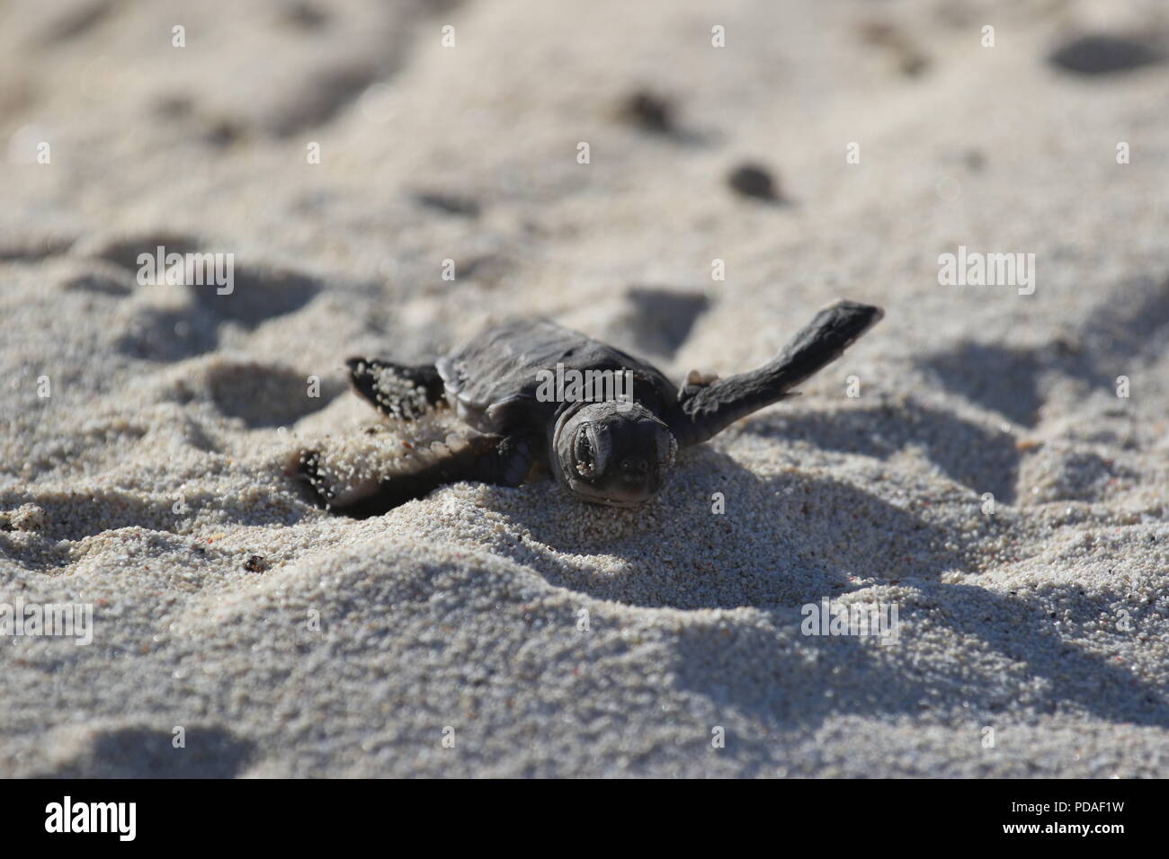 Hatching turtles hi-res stock photography and images - Alamy