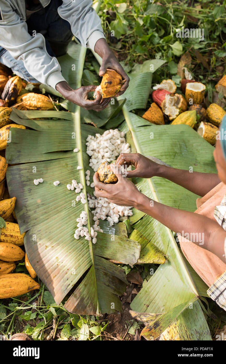 Cocoa pods are split open to reveal sweet, fleshy fruit enveloping the ...