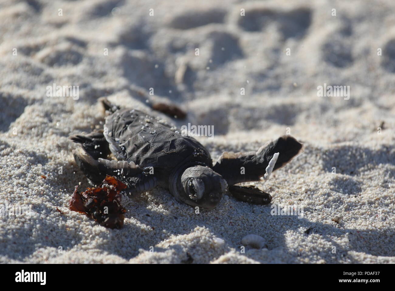 Green turtles hatching Stock Photo - Alamy