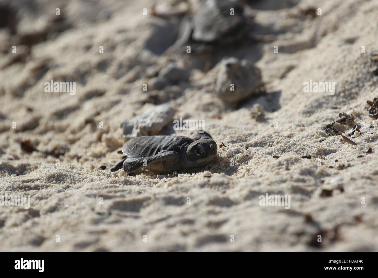 Green turtles hatching Stock Photo - Alamy