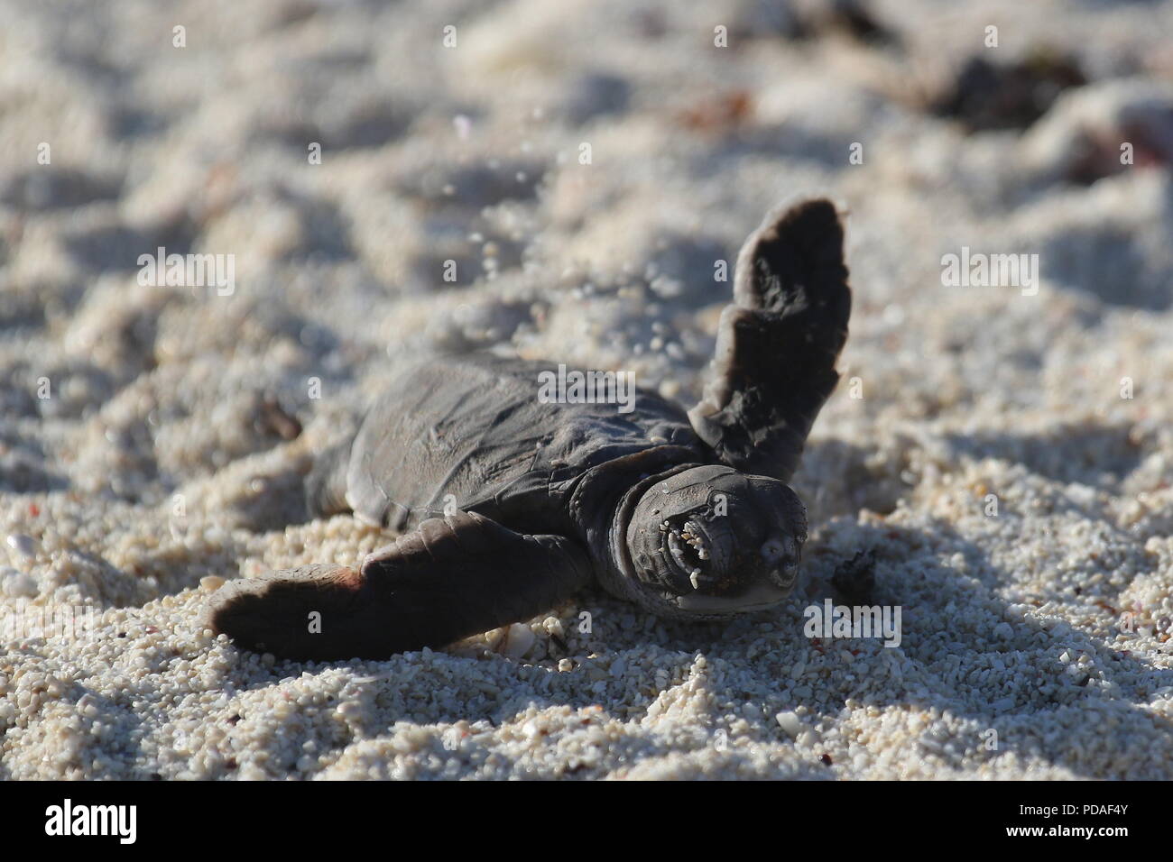 Green turtles hatching Stock Photo - Alamy
