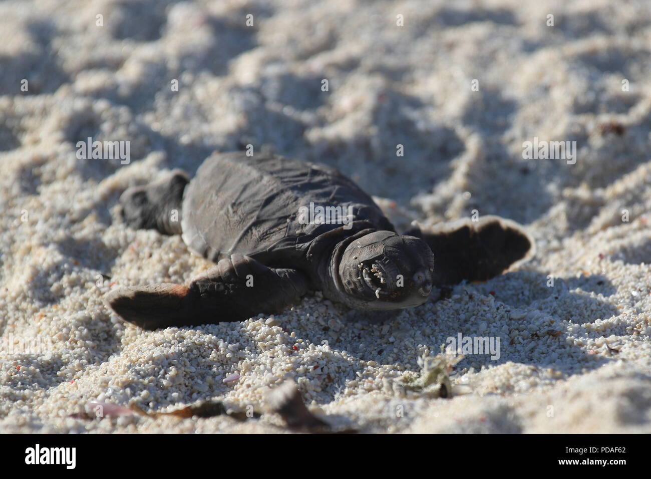 Baby turtles hatching hi-res stock photography and images - Alamy