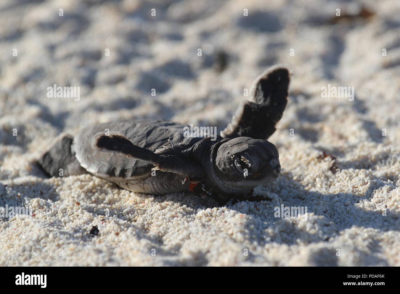 Green turtles hatching Stock Photo - Alamy