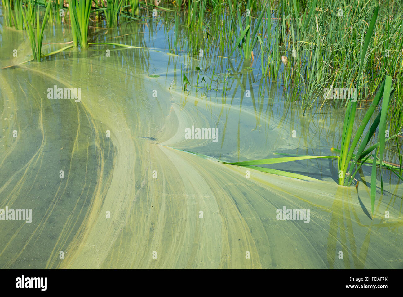 green flowering water texture close up Stock Photo - Alamy