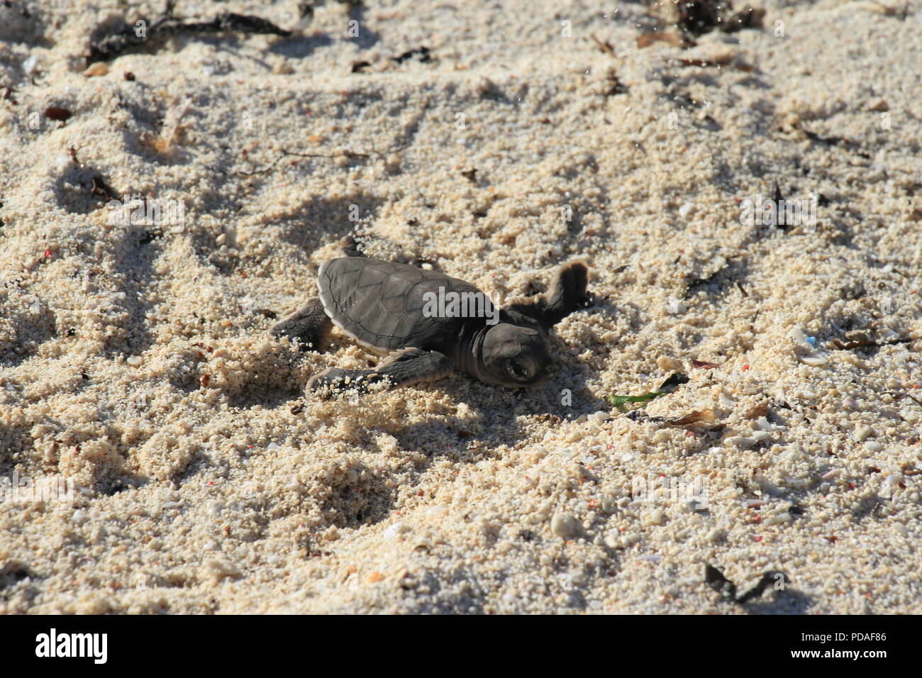 Green turtles hatching Stock Photo - Alamy