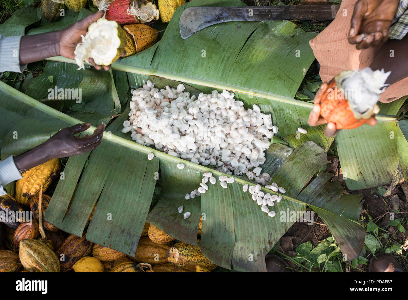 Cocoa pods are split open to reveal sweet, fleshy fruit enveloping the ...