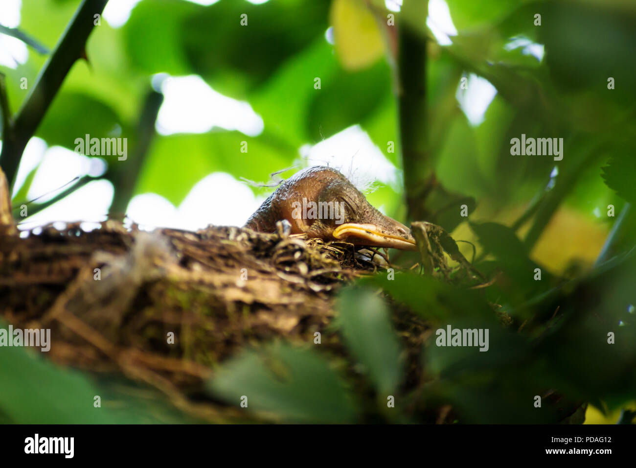 Newborn Blackbird chick in a hidden nest, Salzburg, Austria Stock Photo ...