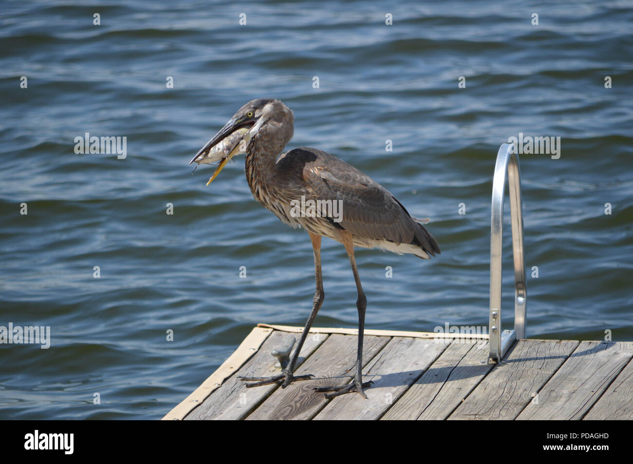 Side view blue heron hi-res stock photography and images - Alamy