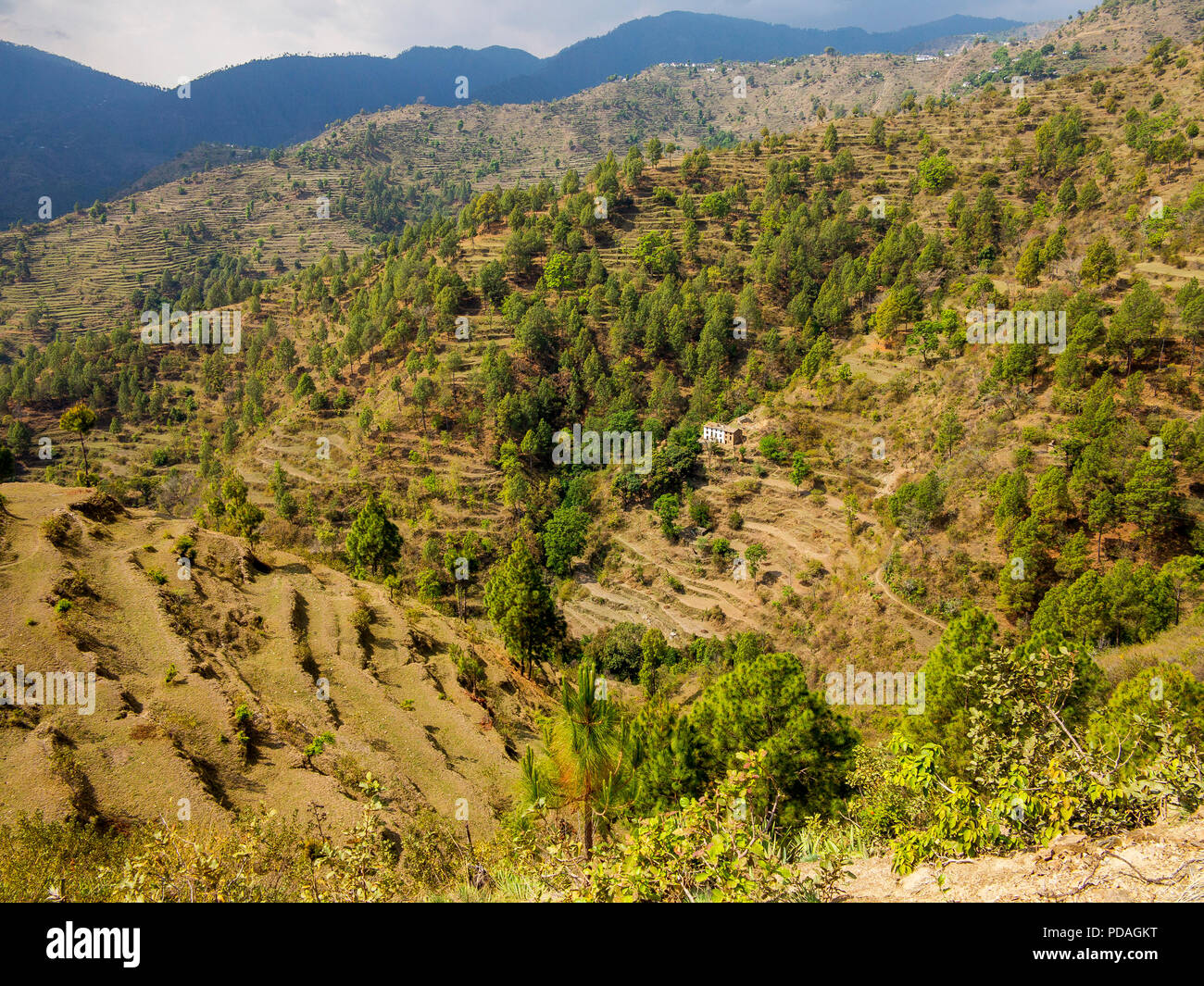 Panar leopard hi-res stock photography and images - Alamy