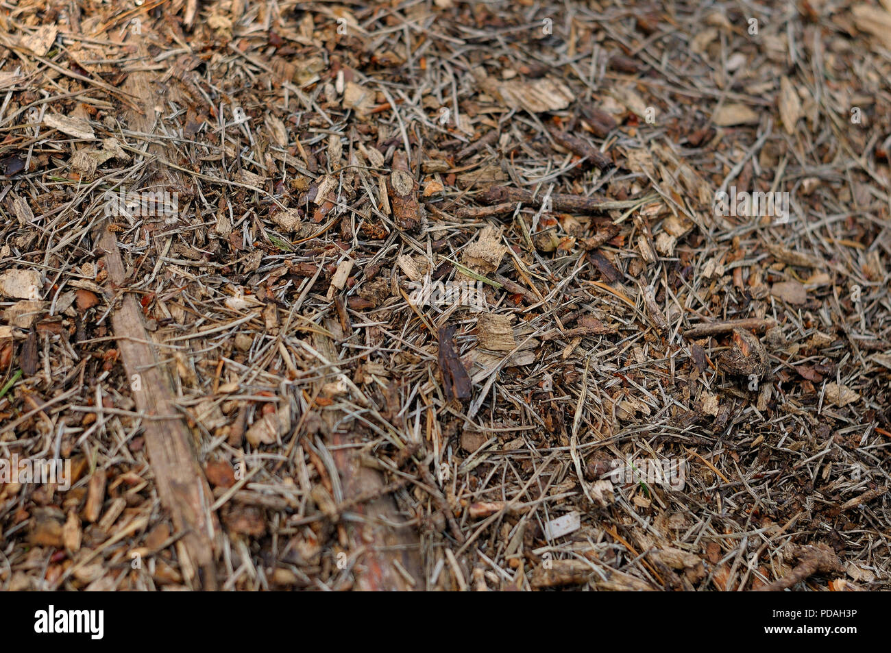 Bark Path High Resolution Stock Photography and Images - Alamy