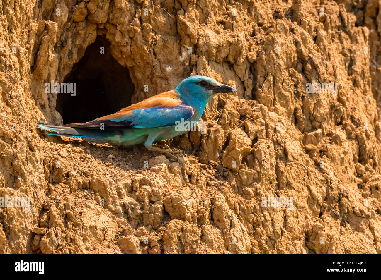 European roller or Coracias garrulus on rock Stock Photo - Alamy