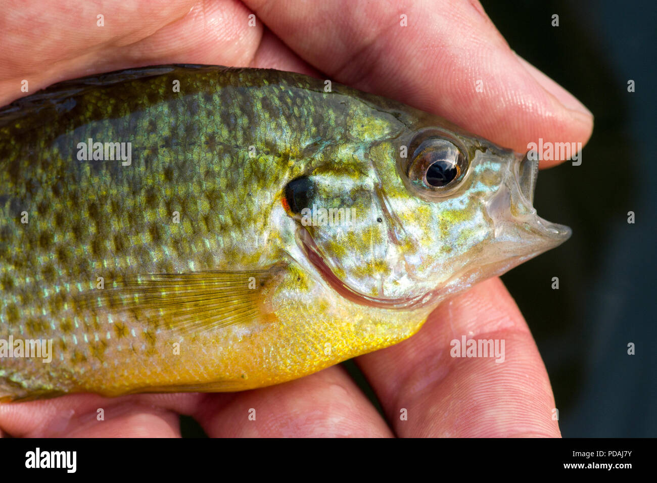 A pumkinseed (Lepomis gibbosus) in a hand before being released Stock ...