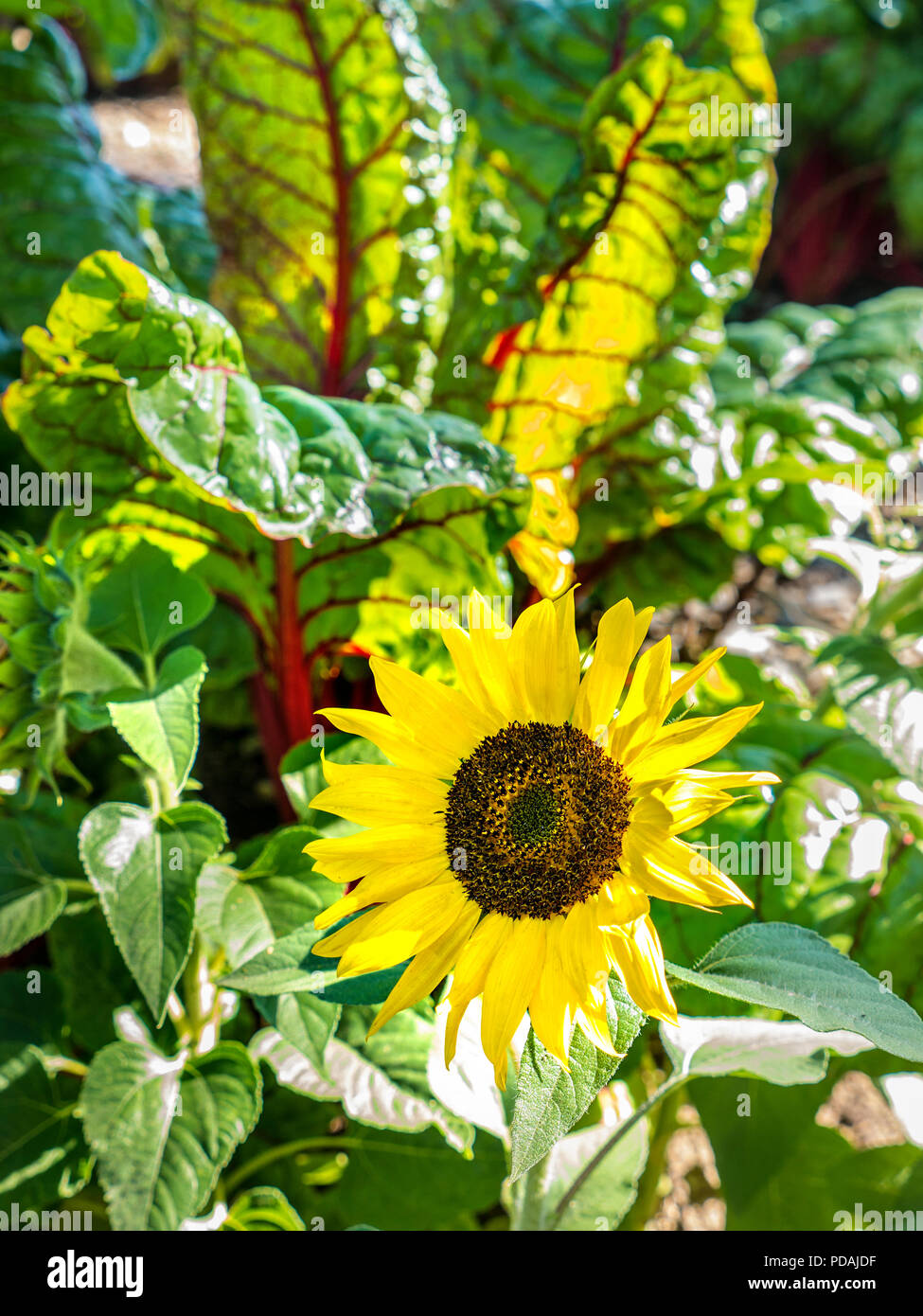 Garden sunburst hi-res stock photography and images - Alamy