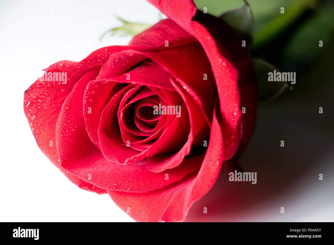 Fresh cut red rose close up on white background Stock Photo - Alamy