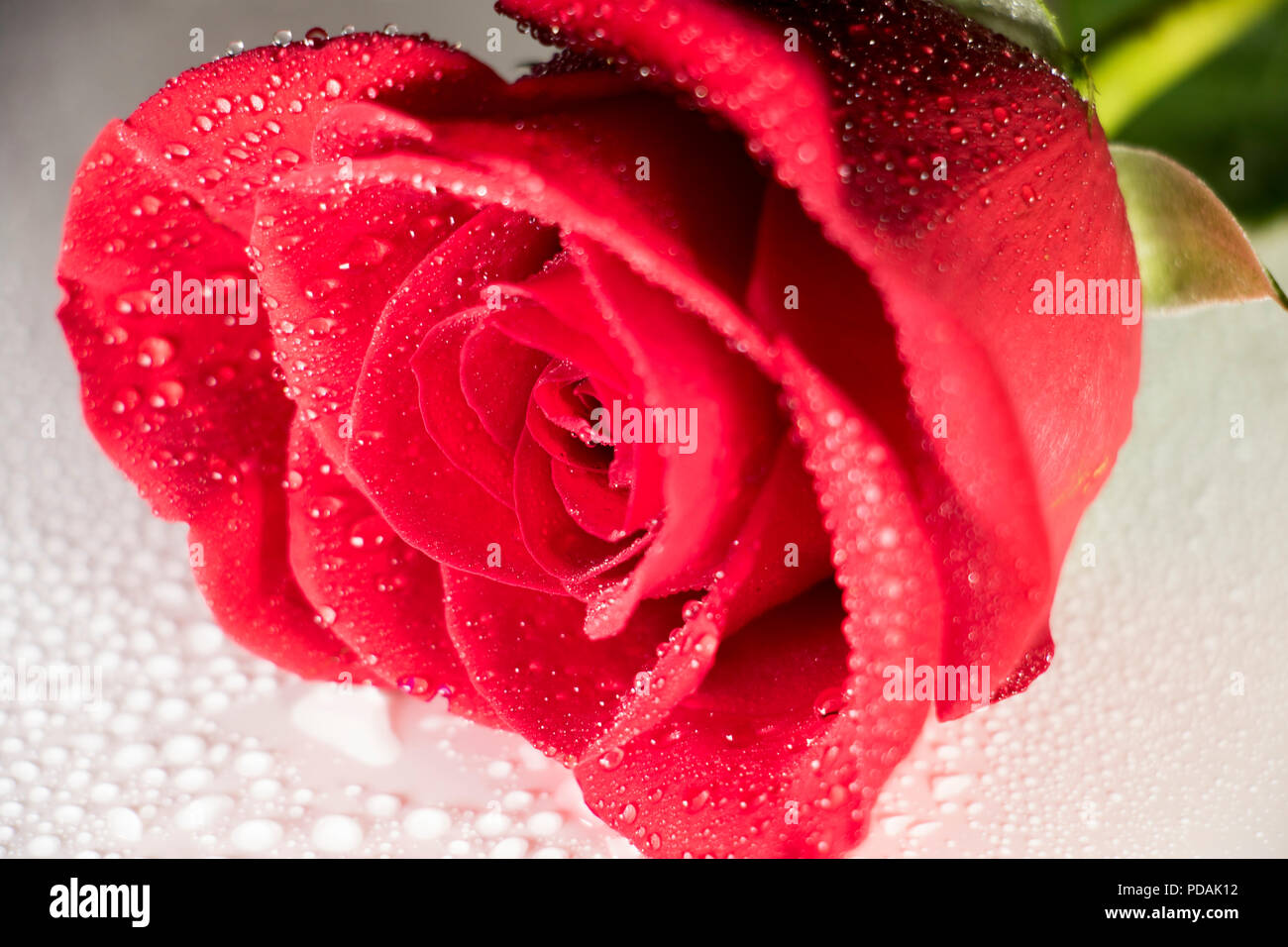 Red Rose close up on white background. Floral close up of a rose ...