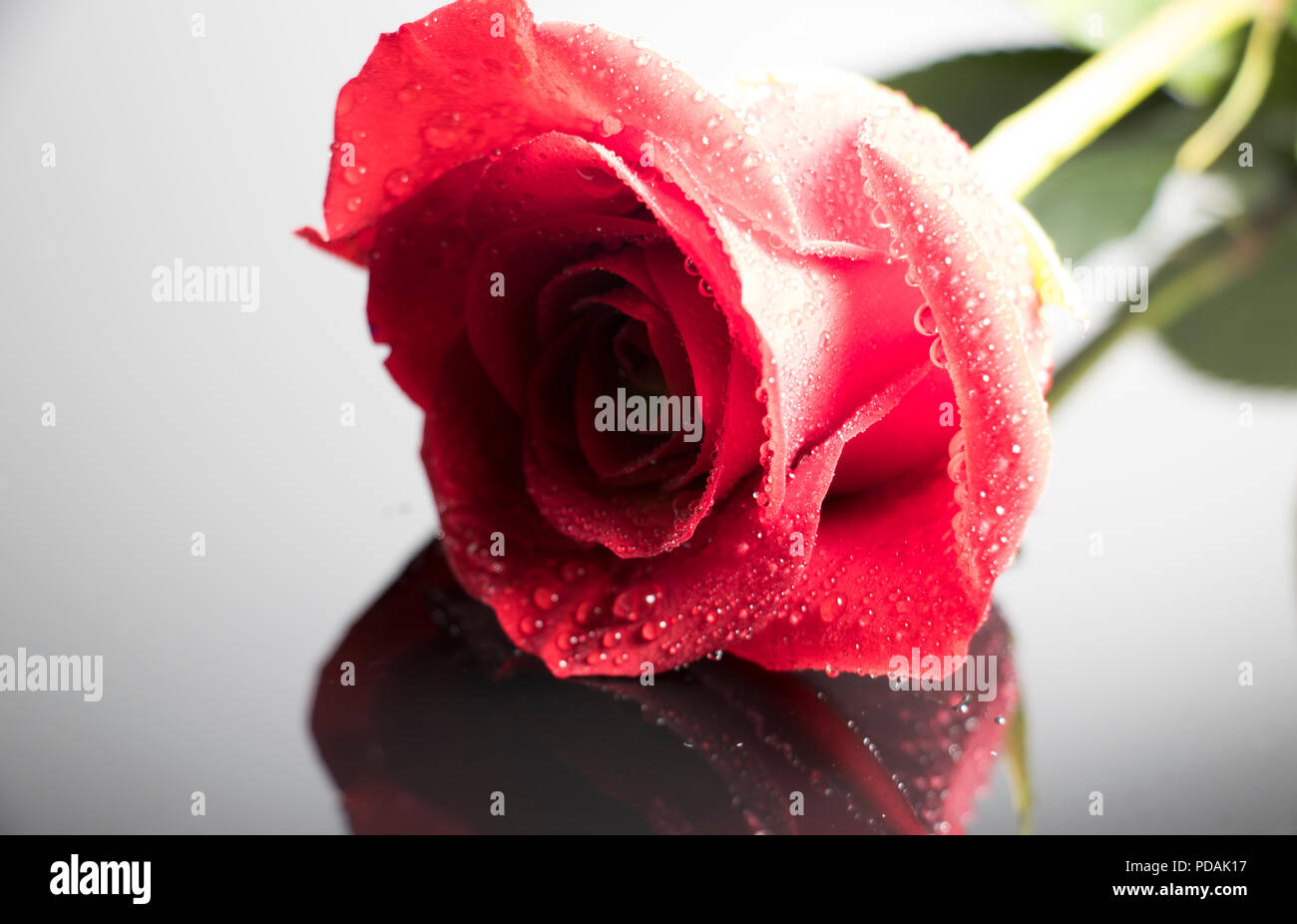Rose with Reflection. Red Flower and green stem on a Glass table Stock ...