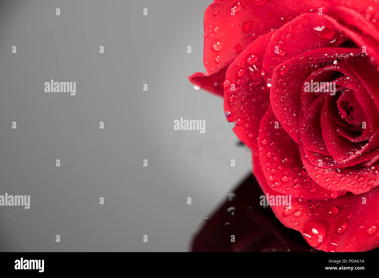 Pretty rose close up with water drops Stock Photo - Alamy