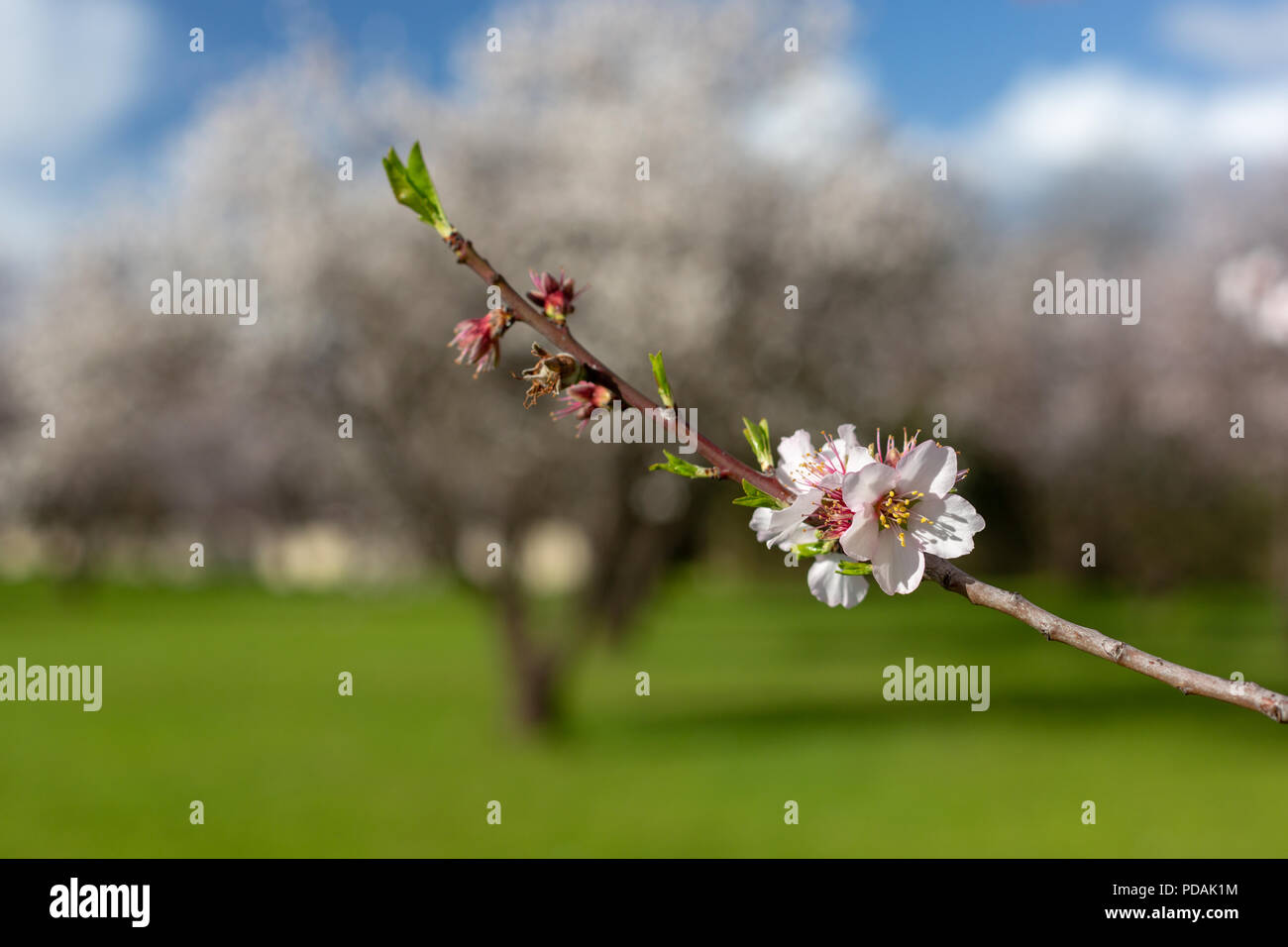 Beautiful white and pink almond flowers with selective blur in O ...