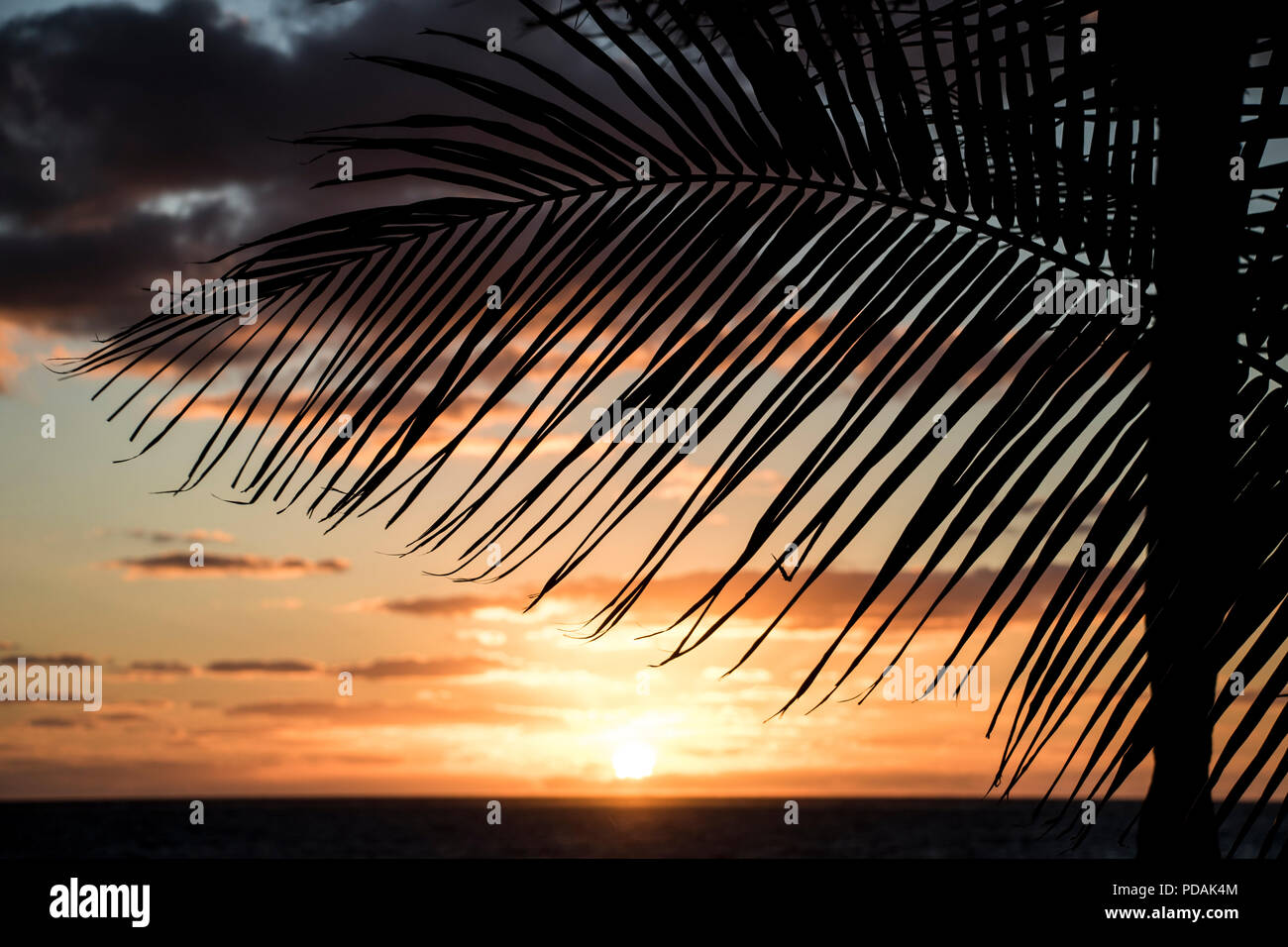 Blazing sunrise with palm tree leaves in blackness. High contrast ...