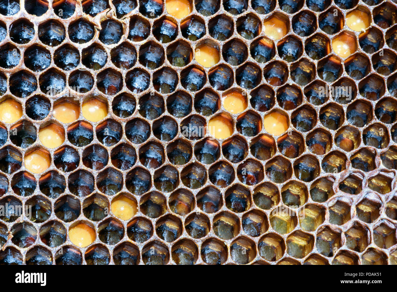 Polygon bee honeycomb pattern hi-res stock photography and images - Alamy
