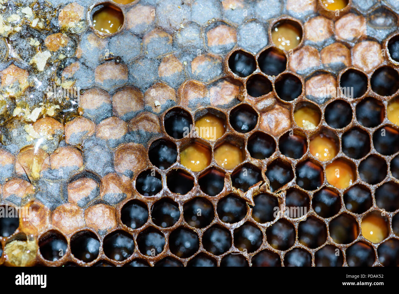 Polygon bee honeycomb pattern hi-res stock photography and images - Alamy