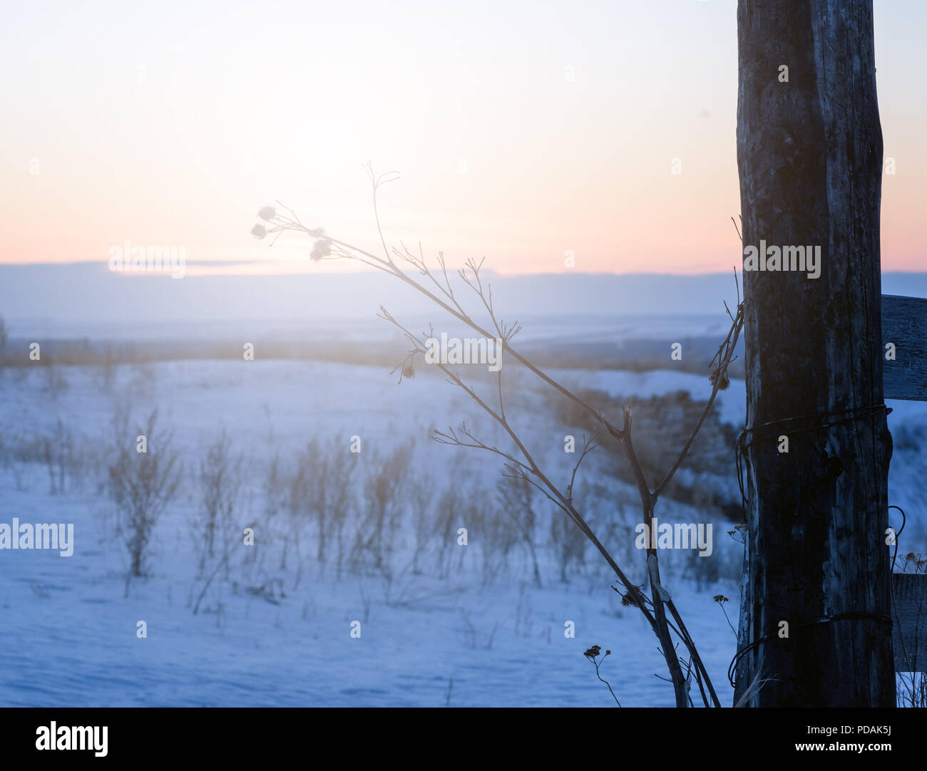 Single dry winter weed in nature set against an early morning sun with ...