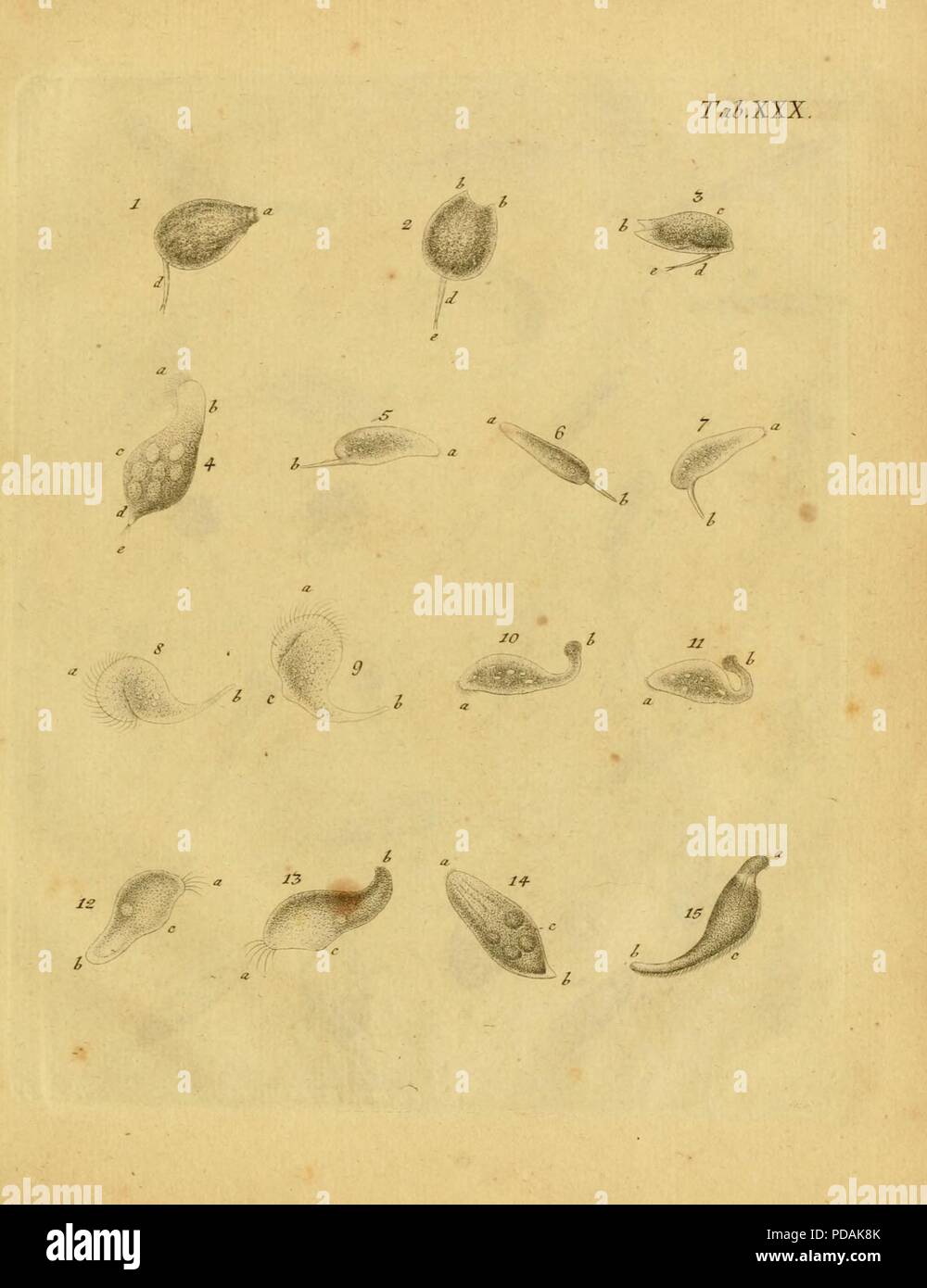 Animalcula infusoria fluvia tilia et marina (Plate XXX Stock Photo - Alamy