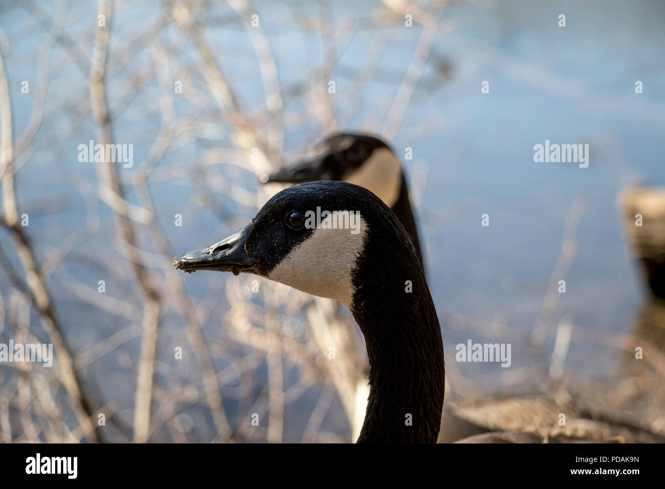 Close up of a goose hi-res stock photography and images - Alamy