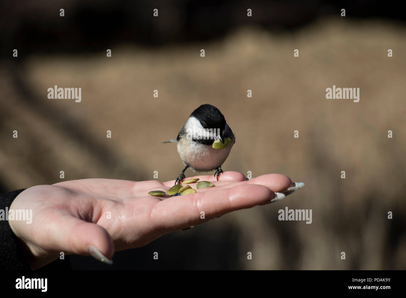 Small bird eating seeds out of a persons hands. Cute little baby bird ...