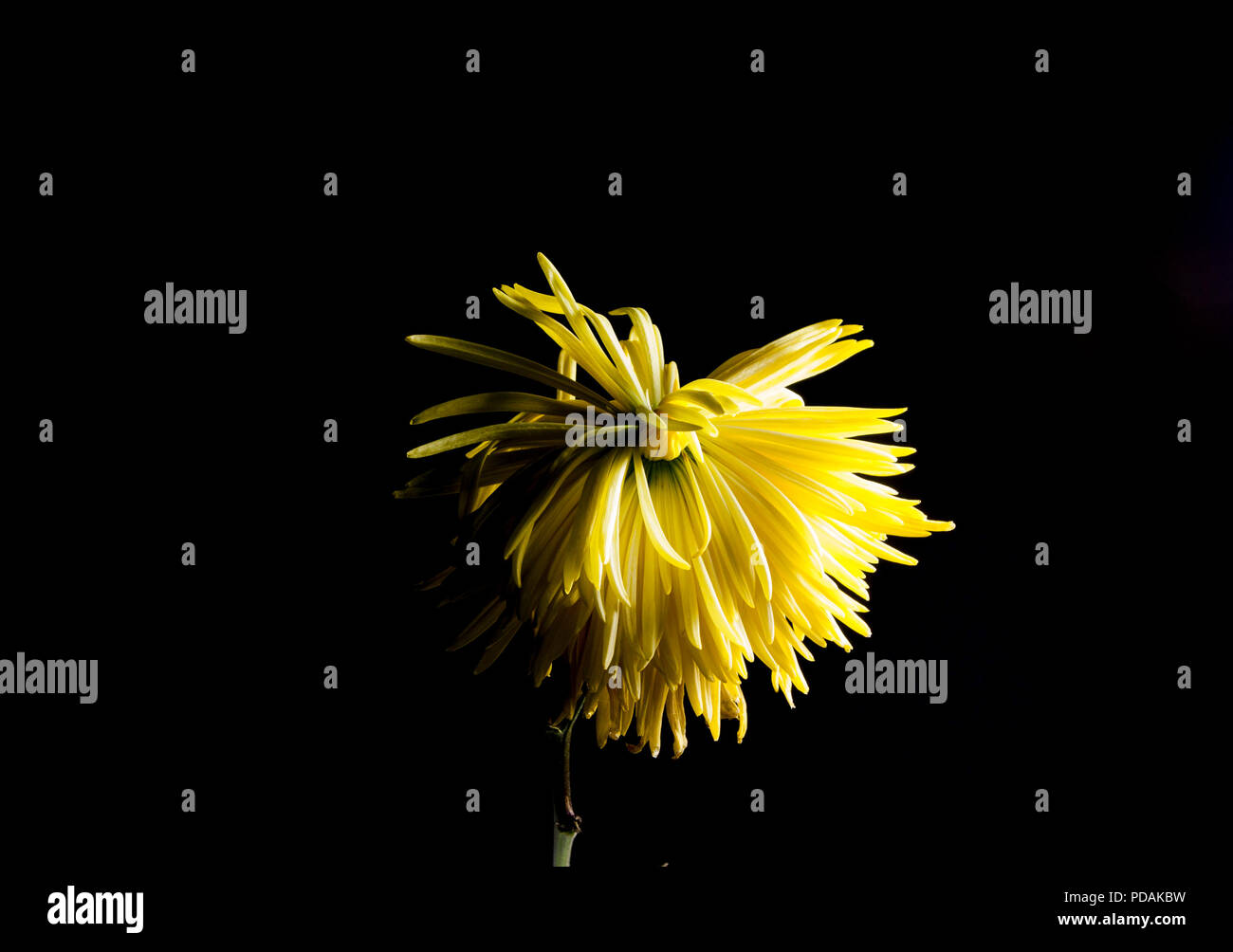 Wilting Plant Stock Photos & Wilting Plant Stock Images - Alamy