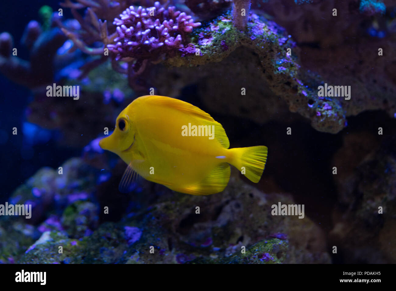 yellow tang close up Stock Photo - Alamy