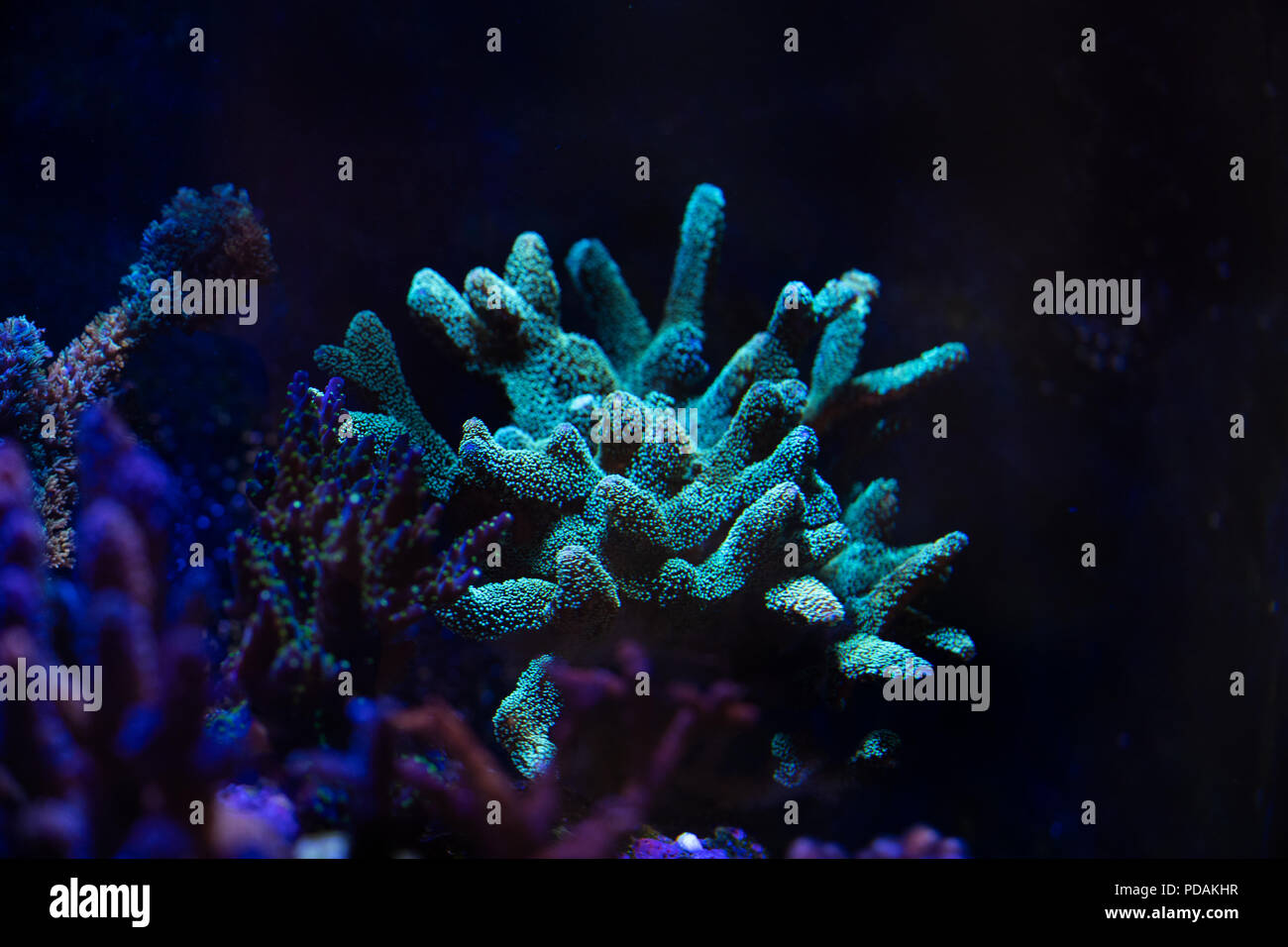 radioactive bird nest coral Stock Photo - Alamy