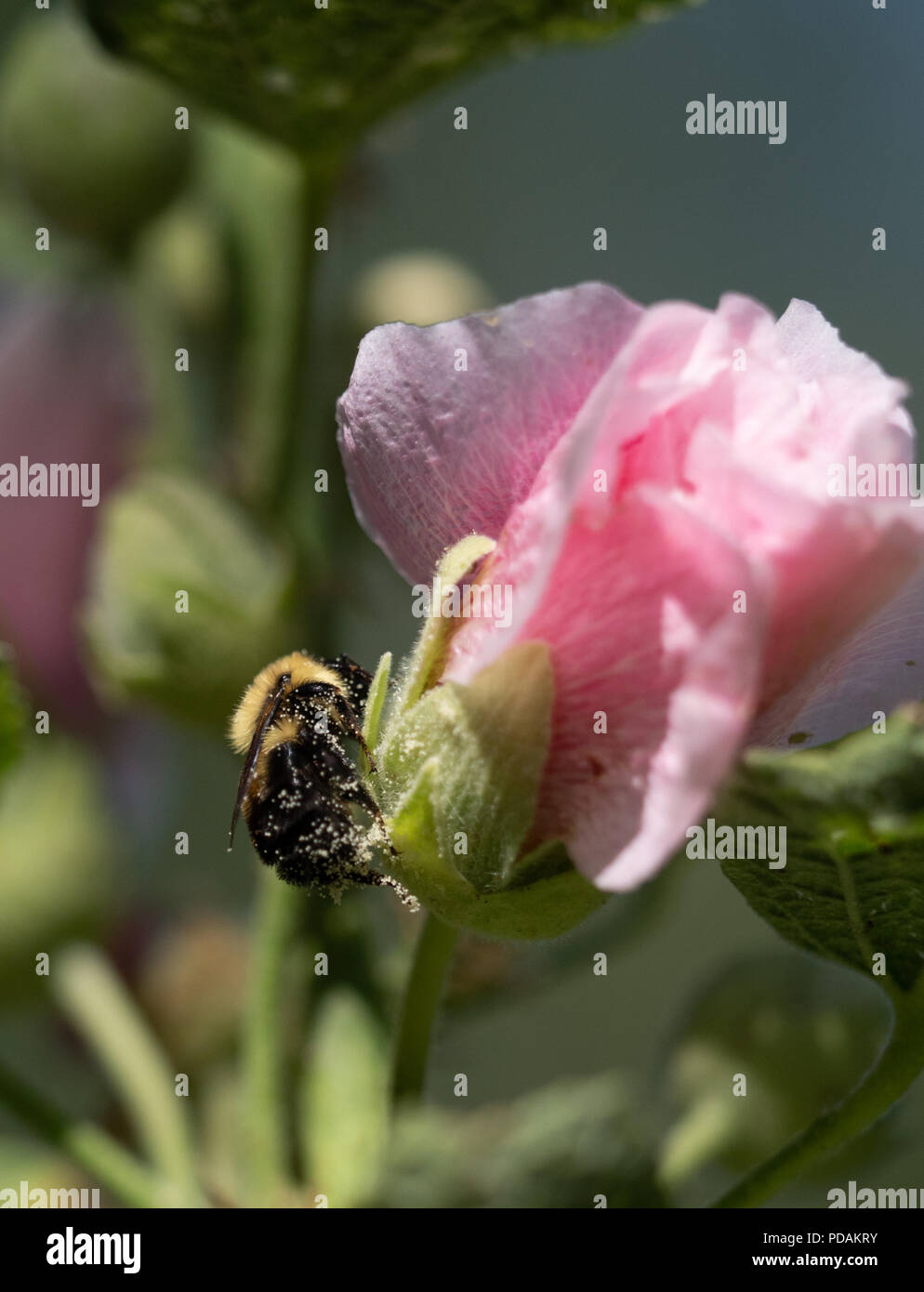 Honey bee gathering pollen from a pink hollyhock. Photographed with ...