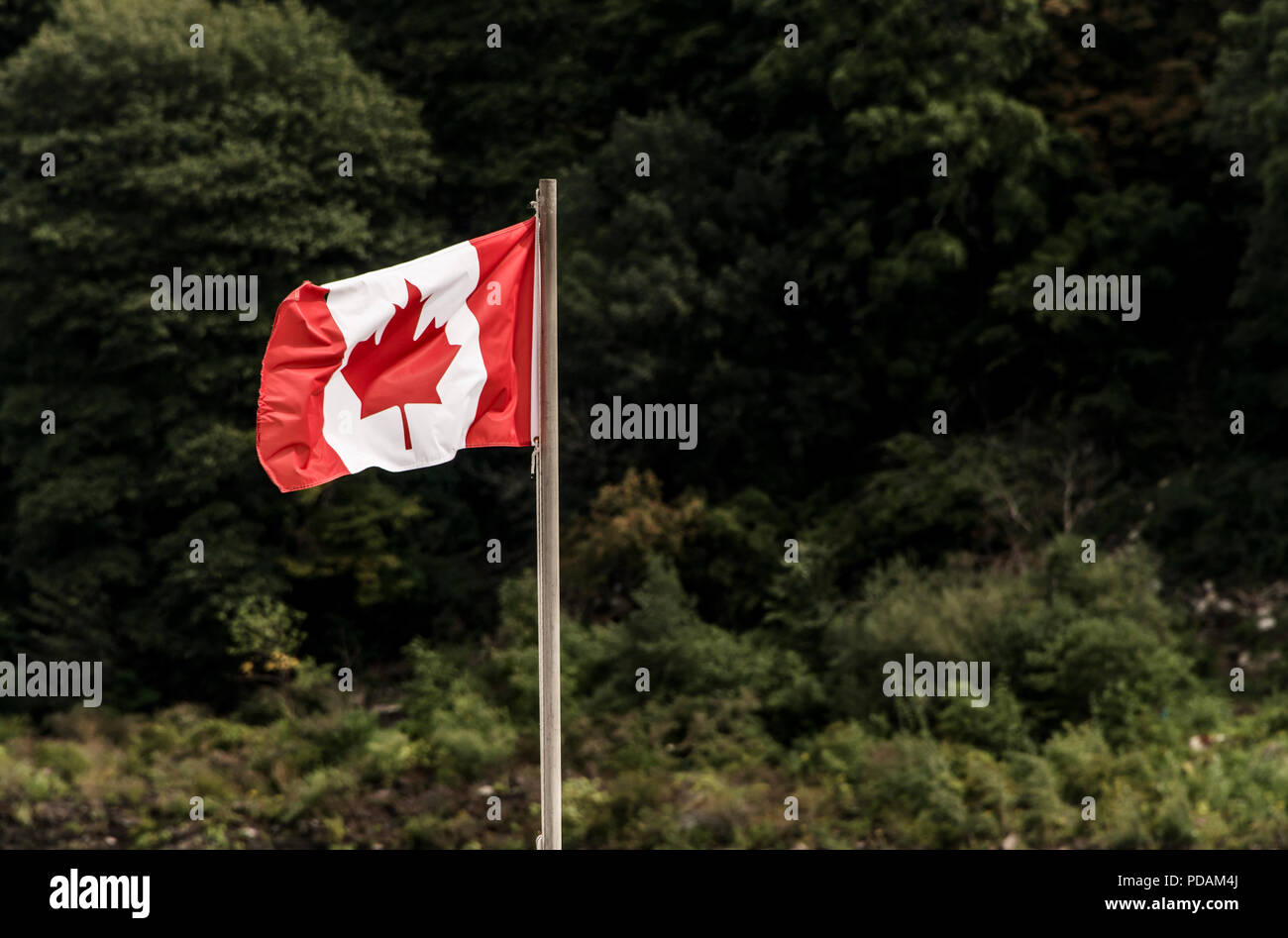 Canadas National Flag waving in the the wind in front of green trees ...