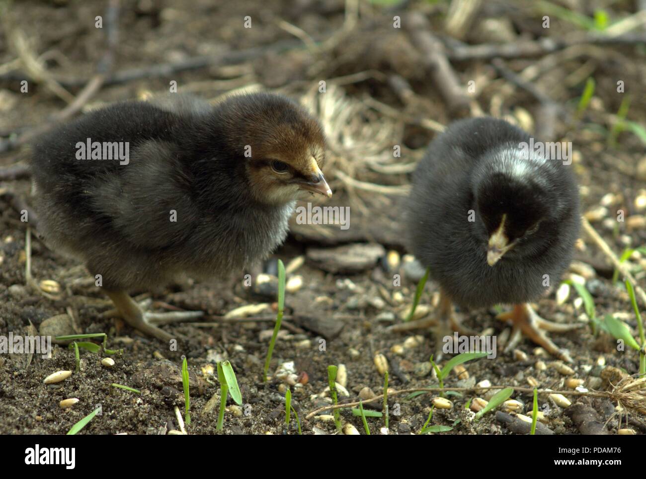 Day old chicks hi-res stock photography and images - Alamy