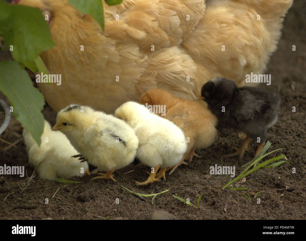 Five little baby chicks hi-res stock photography and images - Alamy